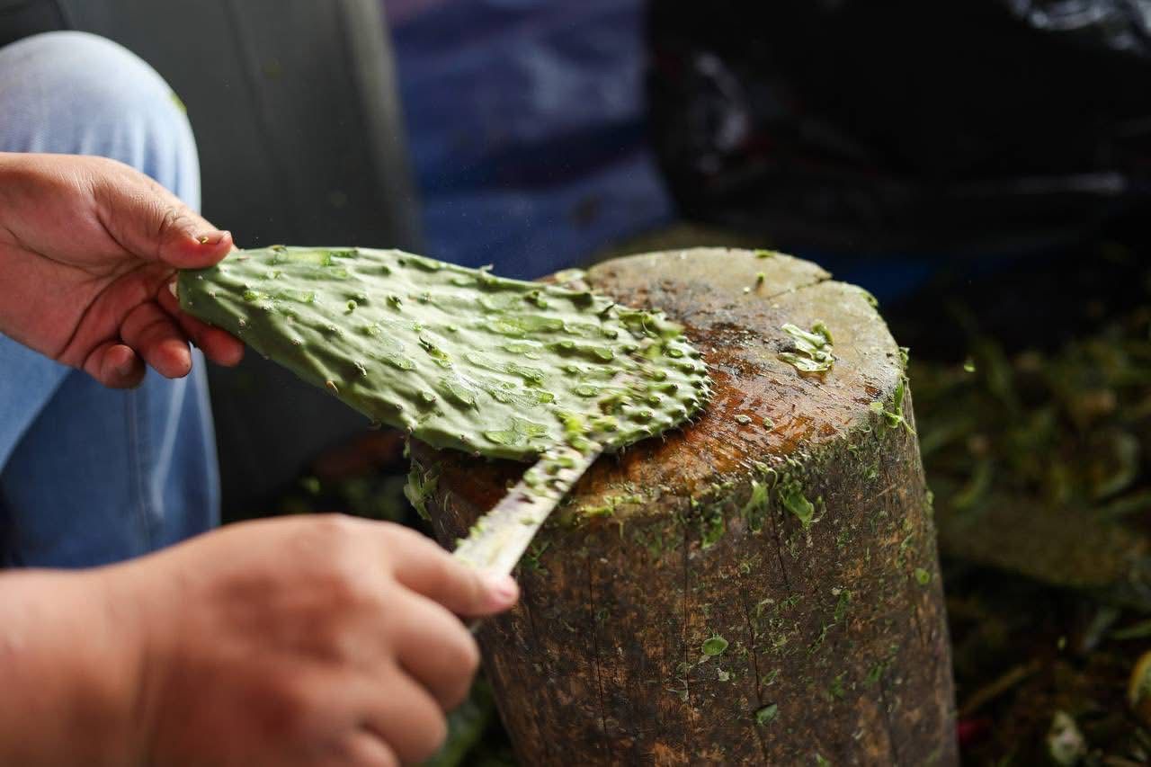 Producción de nopal en Tlaxcalancingo reduce hasta 40 por ciento