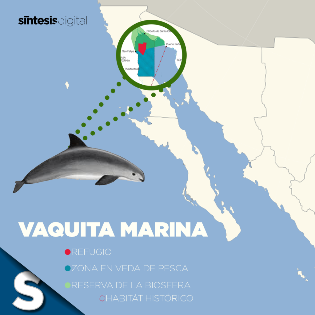 Esperanza para la Vaquita Marina | Síntesis Tlaxcala