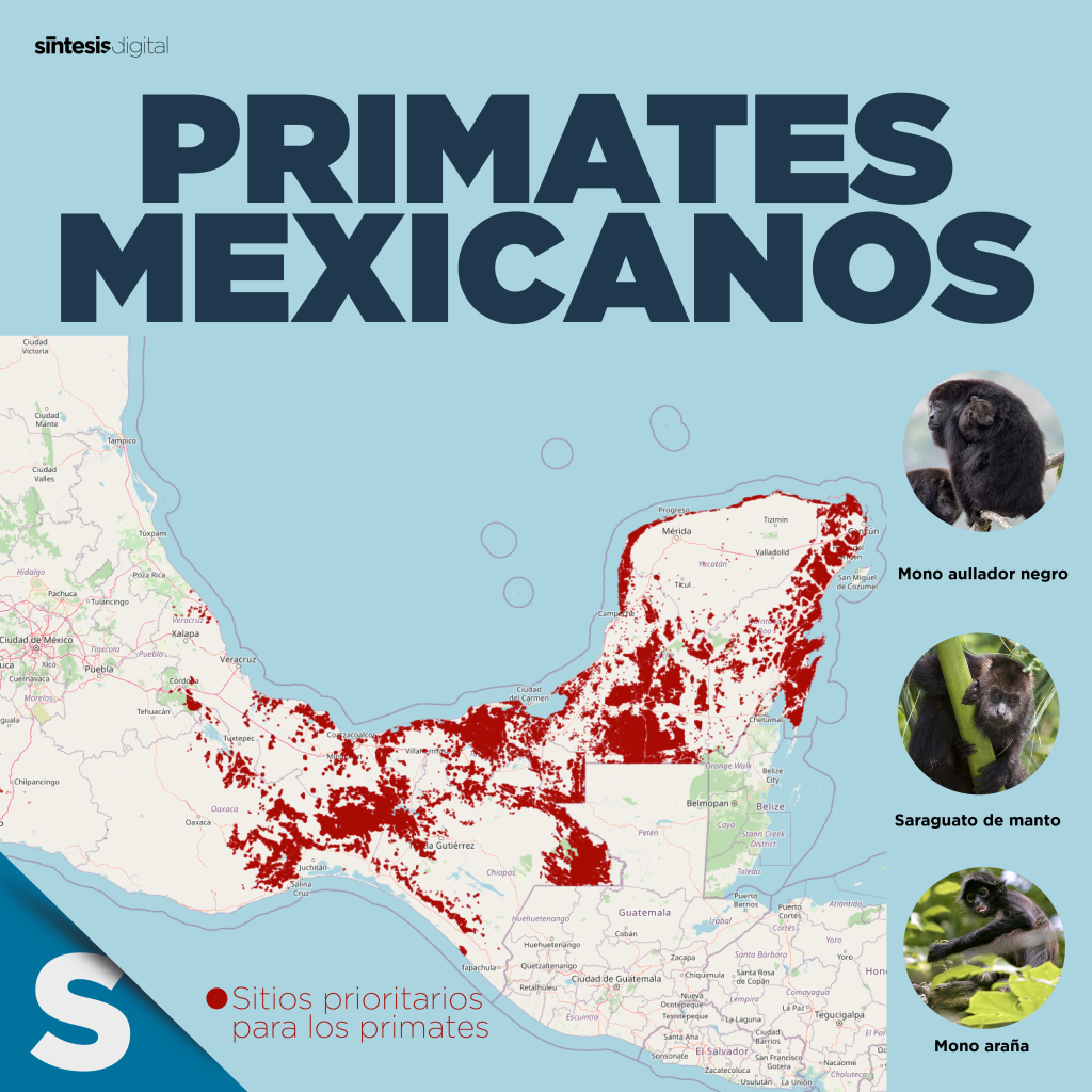 Primates mexicanos | Síntesis Tlaxcala