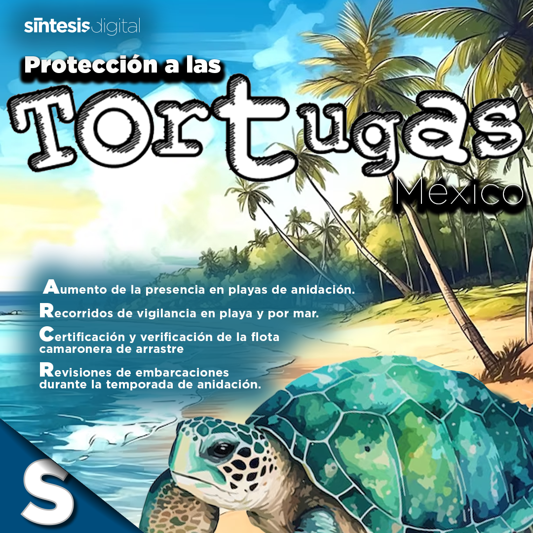 Luchando por la Tortuga | Síntesis Tlaxcala